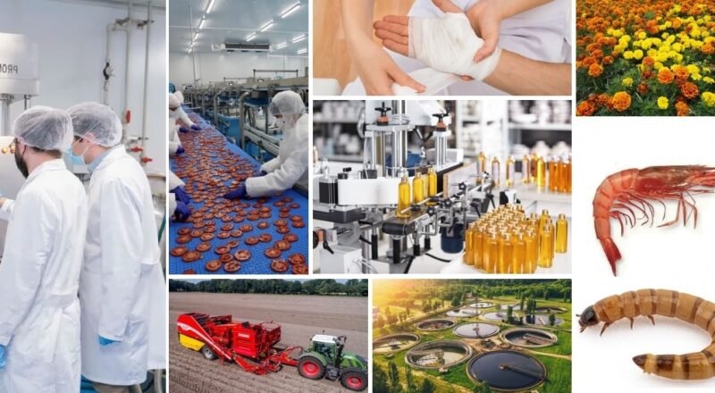 ¿Qué es la Quitina? Propiedades y aplicaciones - ComeBichos