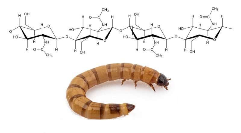 ¿Qué es la Quitina? Propiedades y aplicaciones - ComeBichos